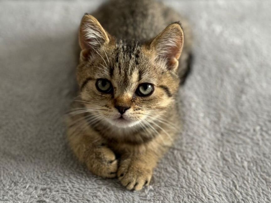 Британские и шотландские котята