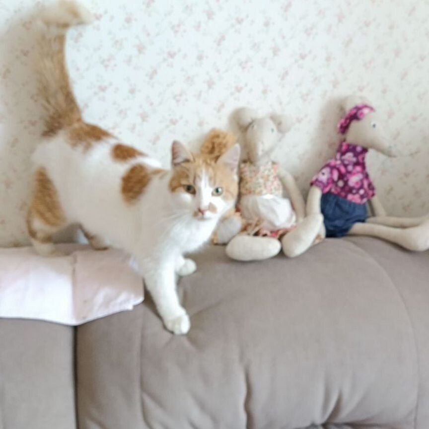 Рыжий очаровашка ищет дом