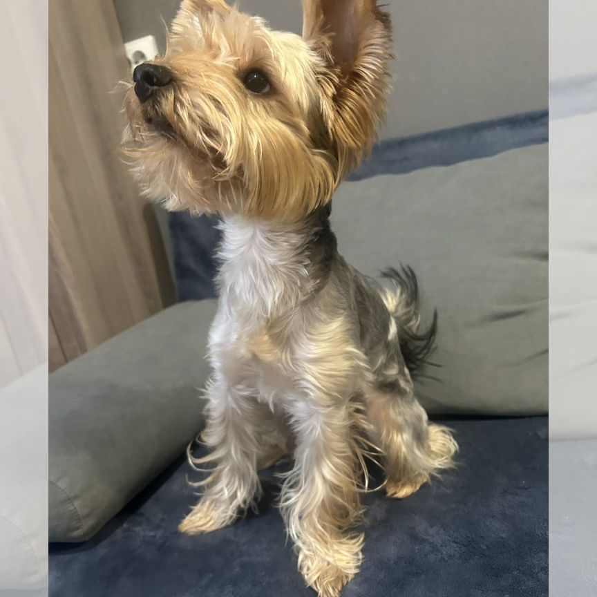 Йоркширский терьер, вязка