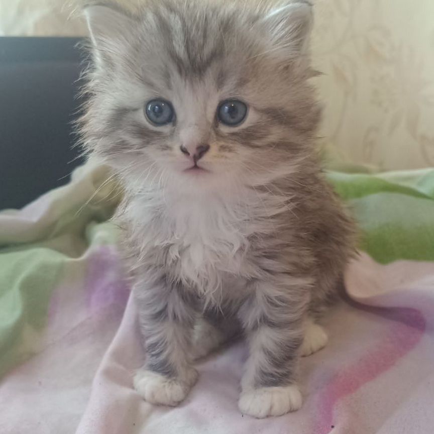 Сибирский котёнок