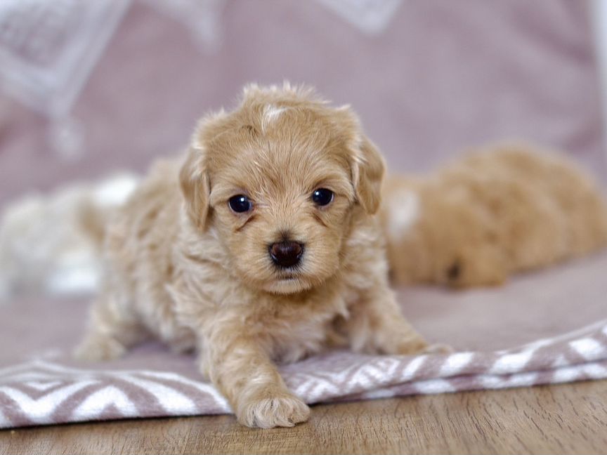 Мальтипу f1 мини-стандарт