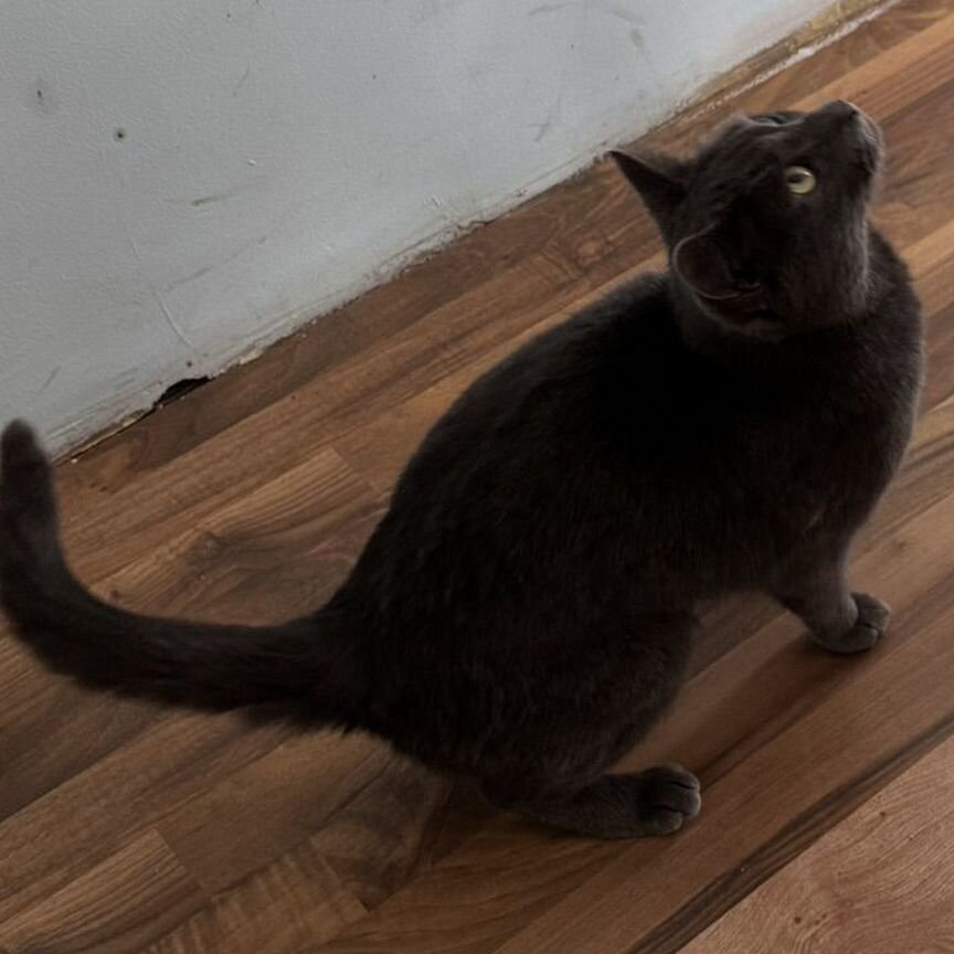 Взрослый кот в добрые руки