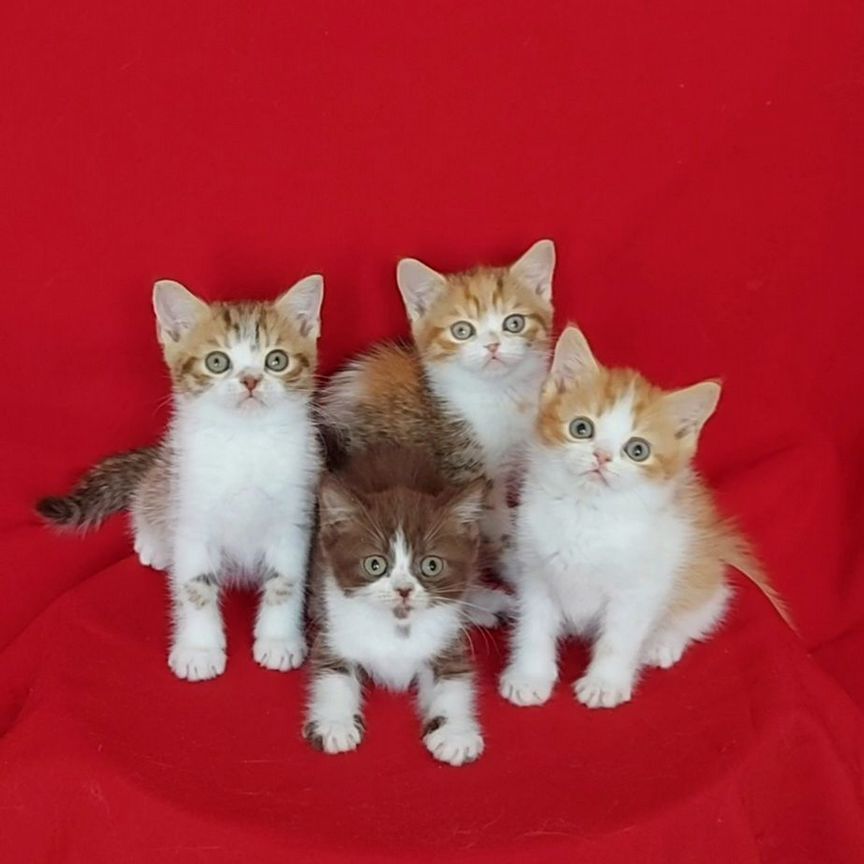 Котята - резерв