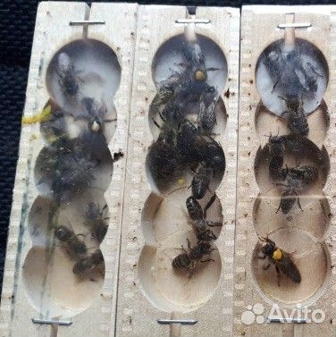 Продается пчеломатка