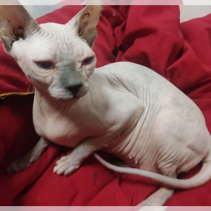 Канадский сфинкс, взрослая кошка