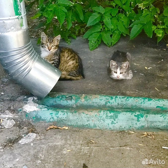 Дворники травят котят