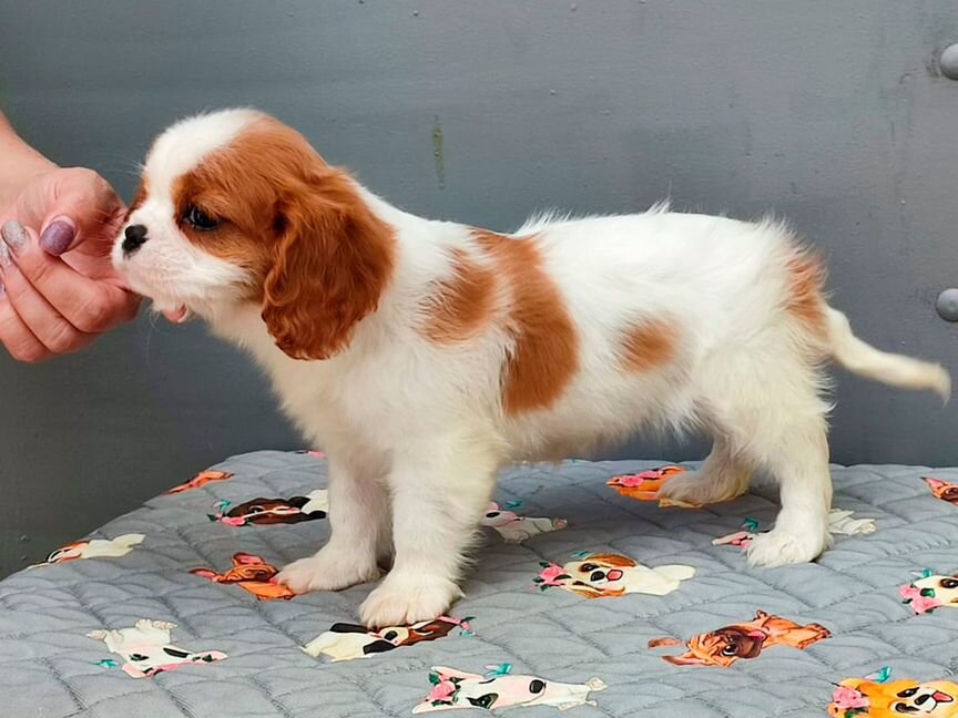 Кавалер кинг чарльз спаниель щенок девочка