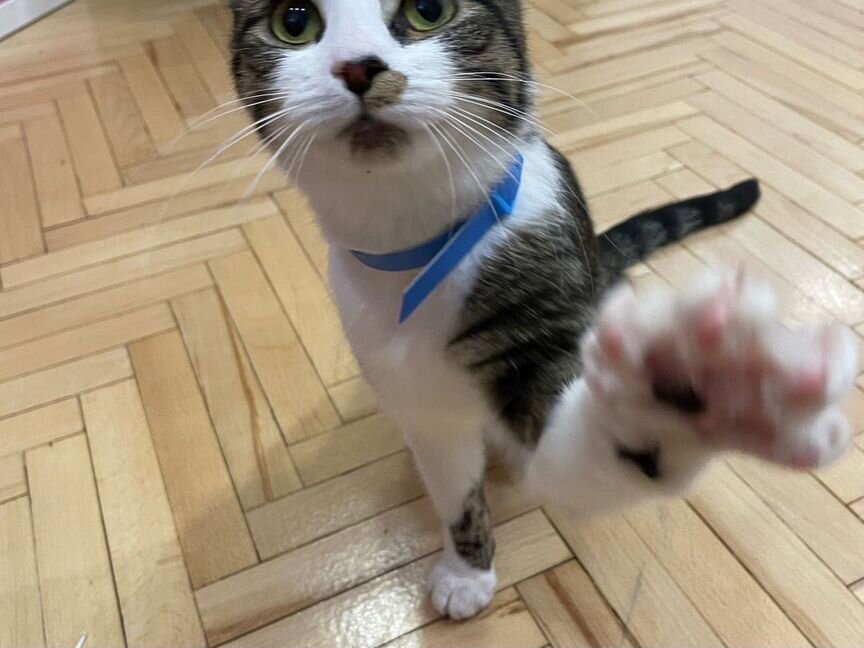 Найдена кошка
