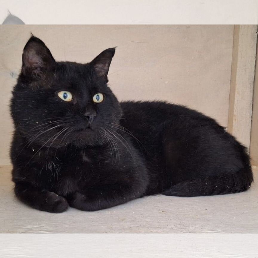 Котик бесплатно