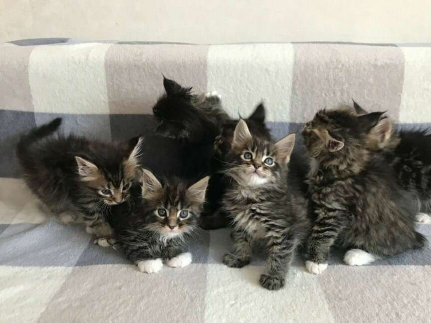 Новогоднии котята Мейн-кун
