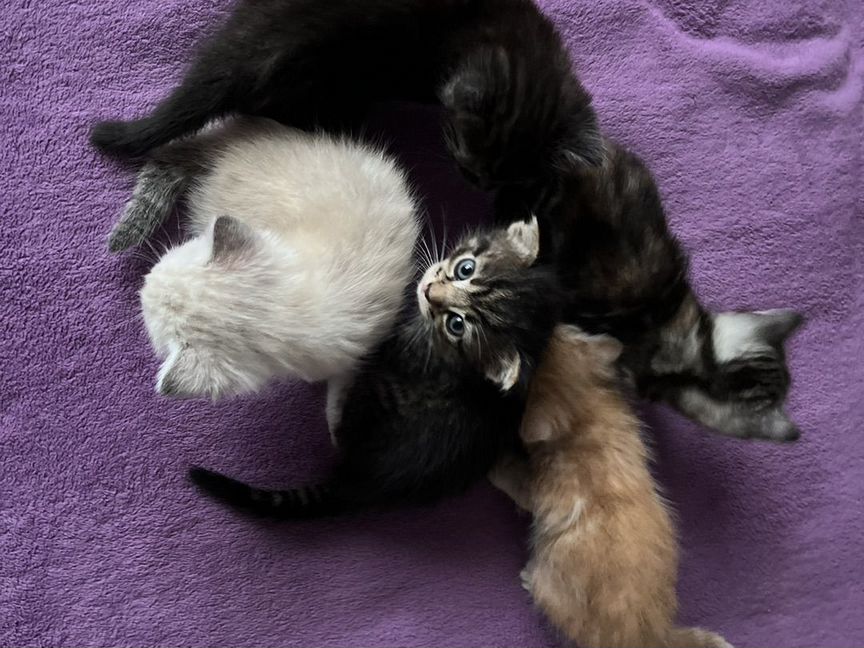 Котята от вислоухой кошечки в добрые руки