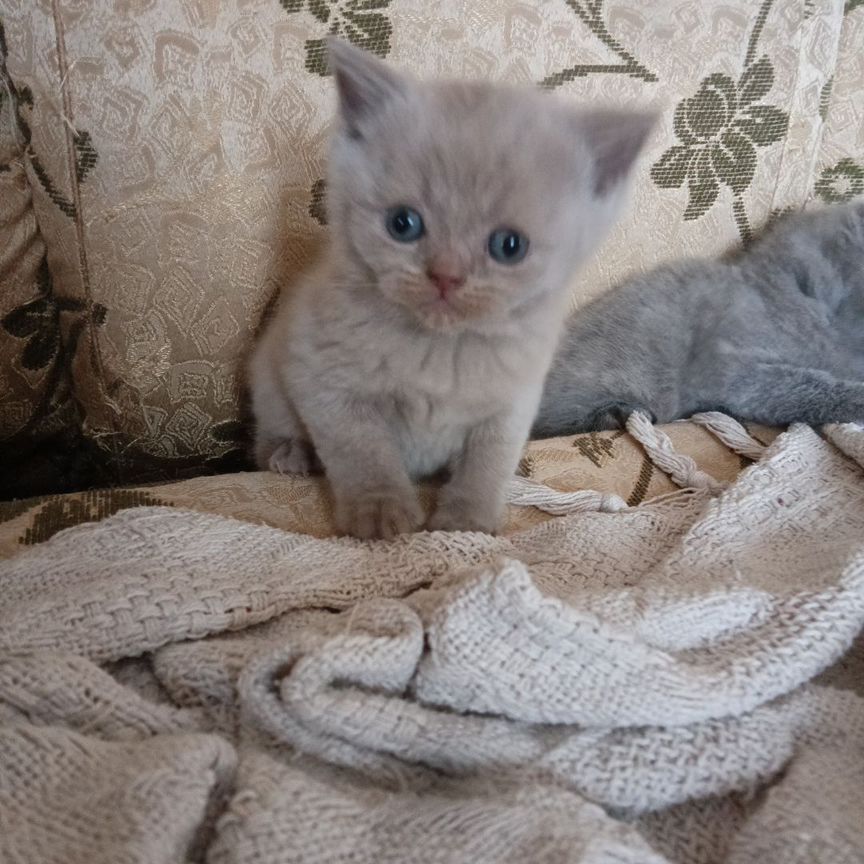 Шотландская вислоухая кошка