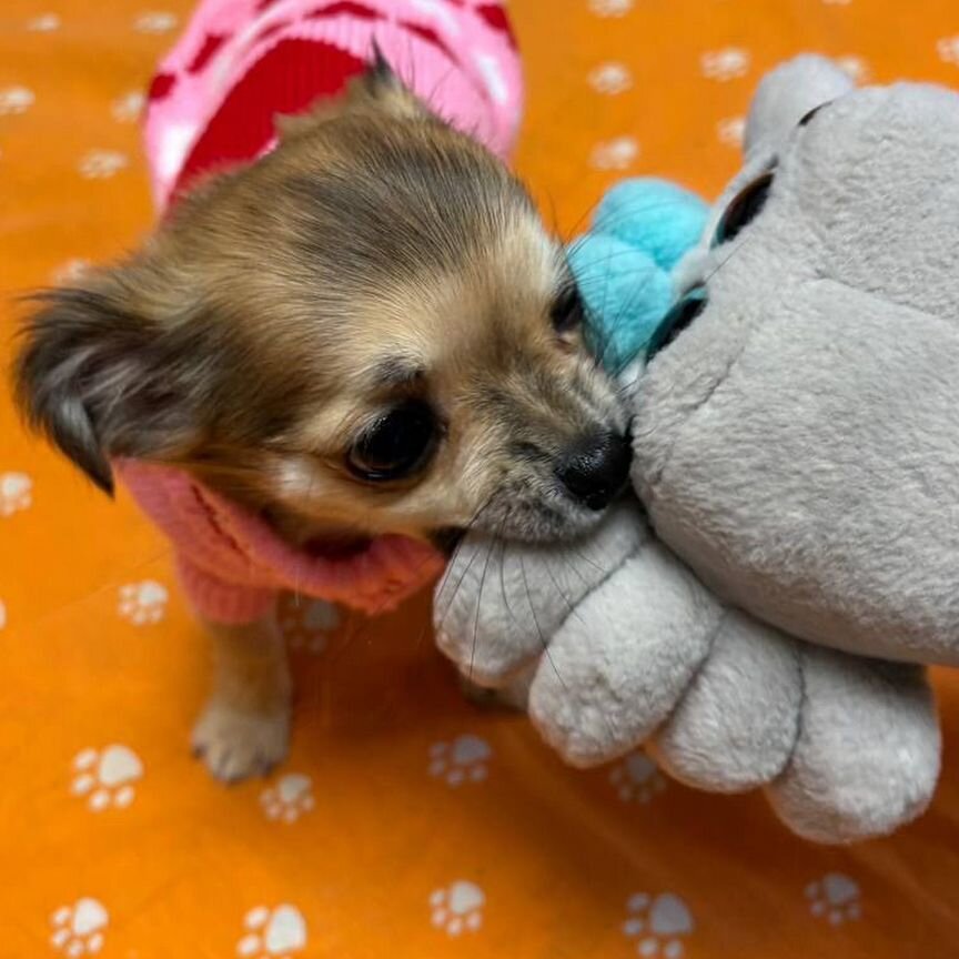 Чихуахуа, щенок