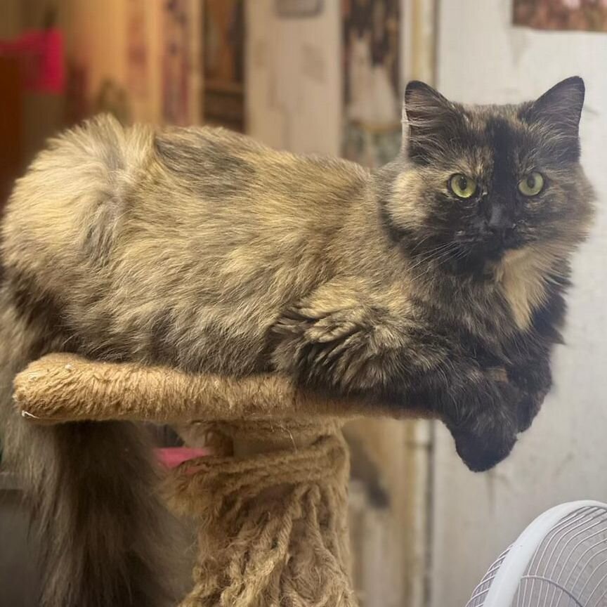 Взрослая кошка в добрые руки