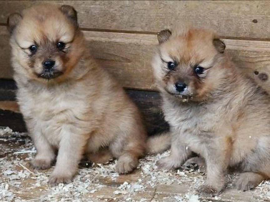 Щенки Карело-финской лайки