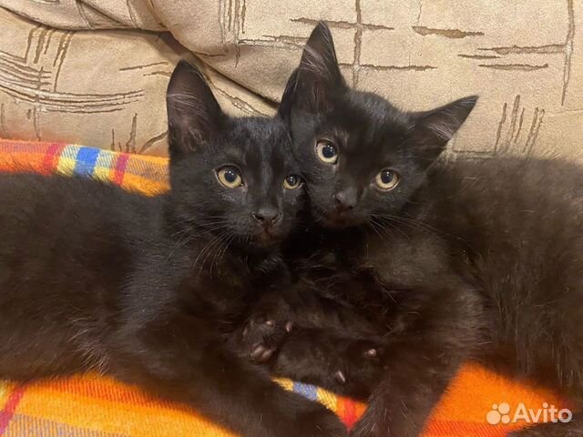 Котята бесплатно приученные
