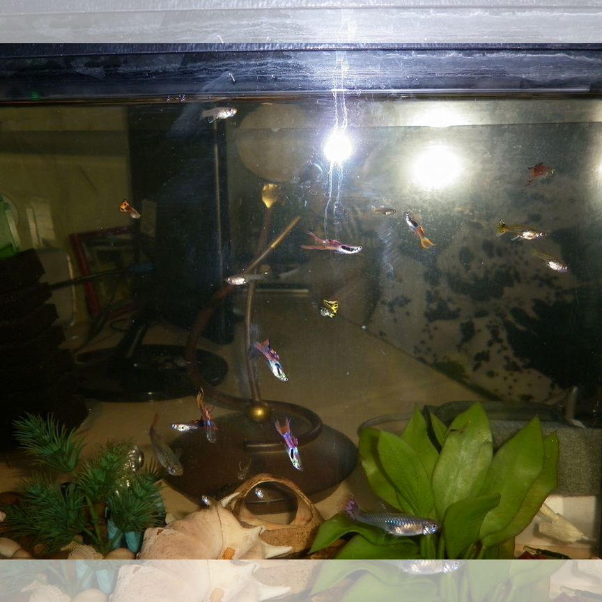 Отдам бесплатно рыбок гуппи