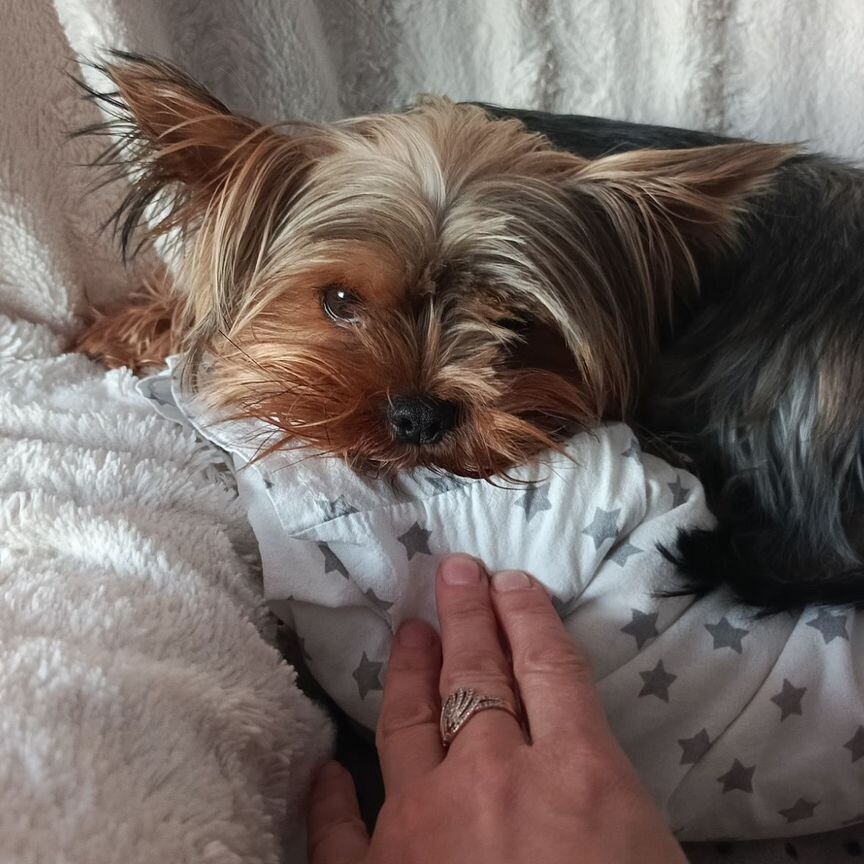 Йоркширский терьер, взрослая собака