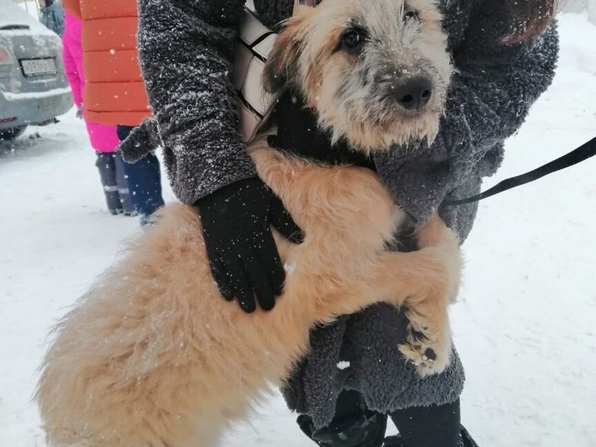 Кобель Персей в хорошую семью бесплатно