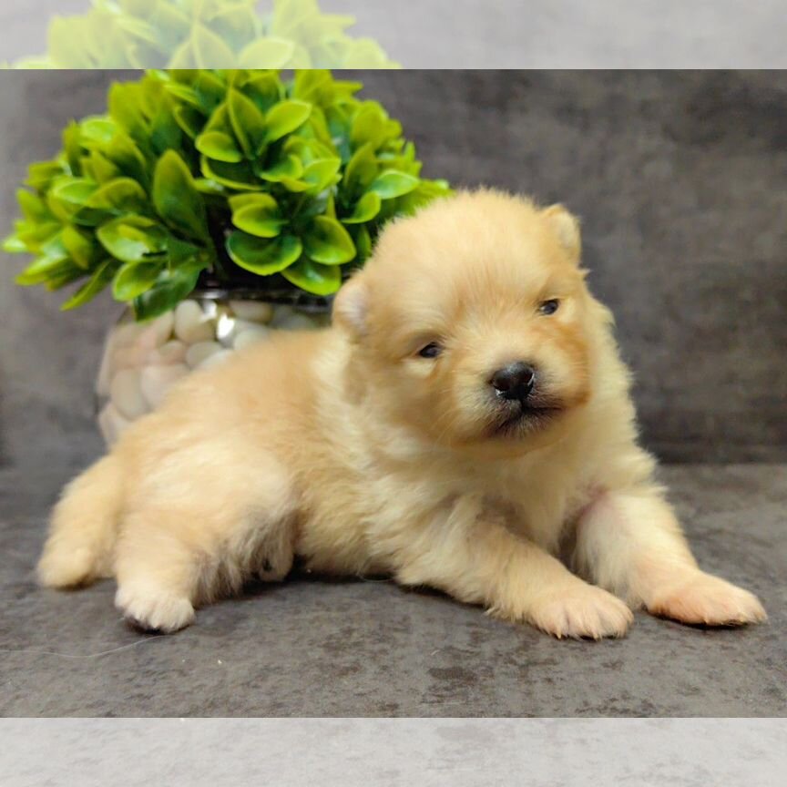 Померанский шпиц, щенок