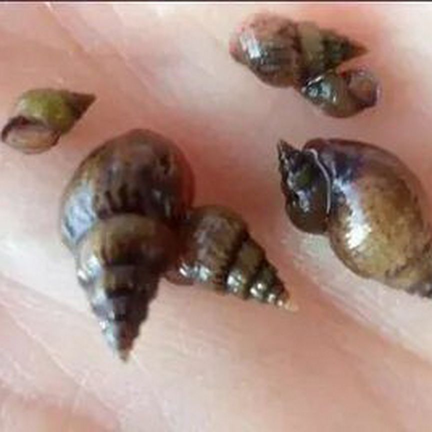 Улитки мелании бесплатно