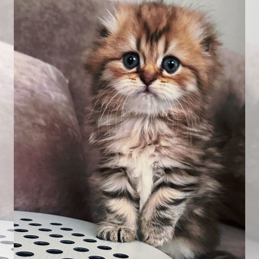 Шотландский вислоухий длинношёрстный котёнок