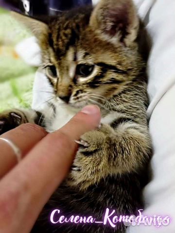 Кошки бесплатно