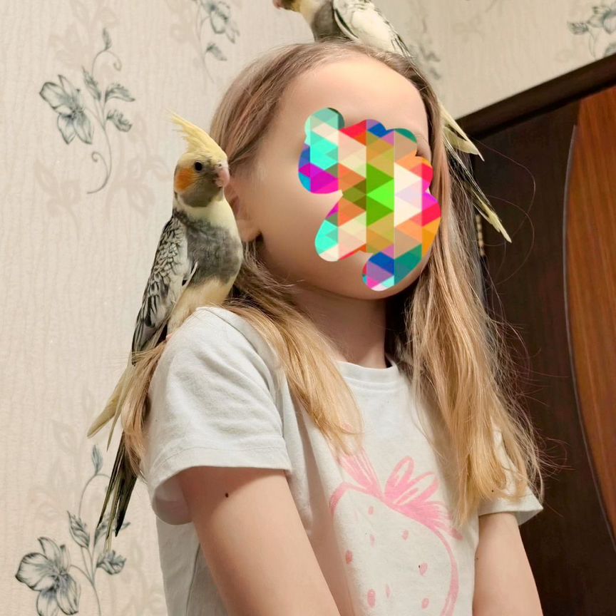 Попугай карелла