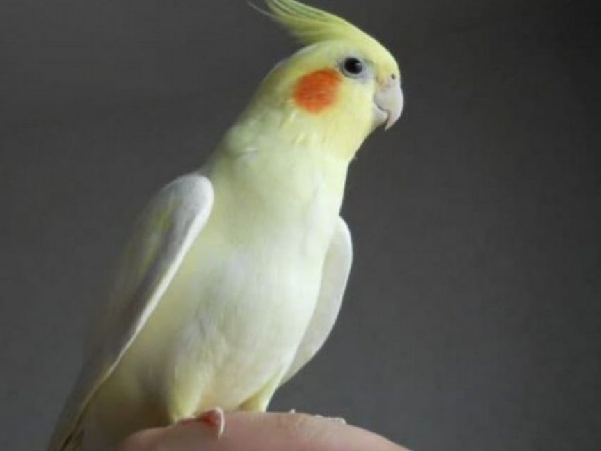 3 попугая кореллы