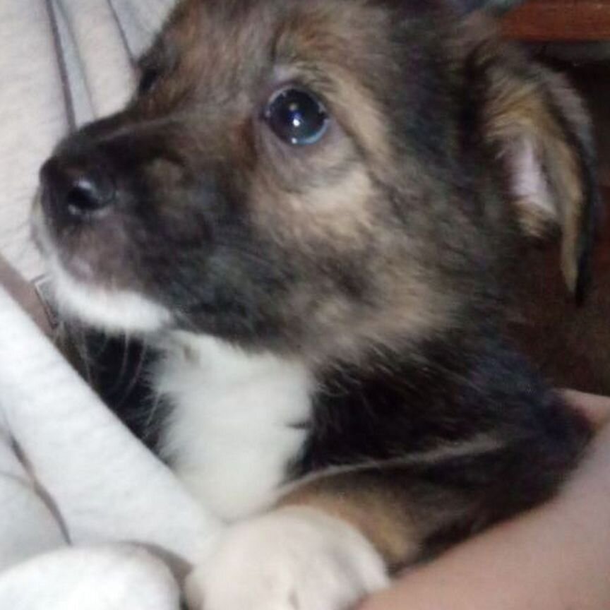 Щенок в добрые руки