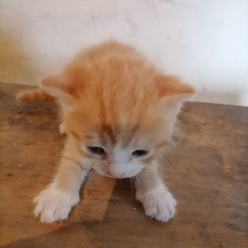 Рыжий котенок в добрые руки, котик