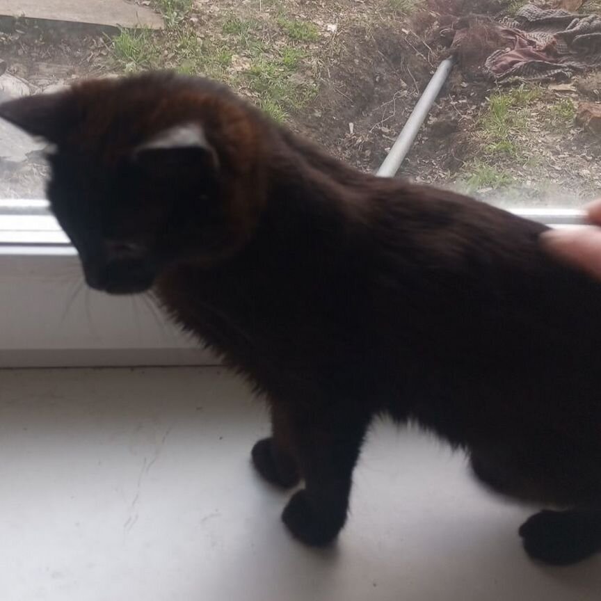 Бомбейский котёнок