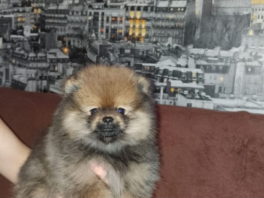 Мини шпиц