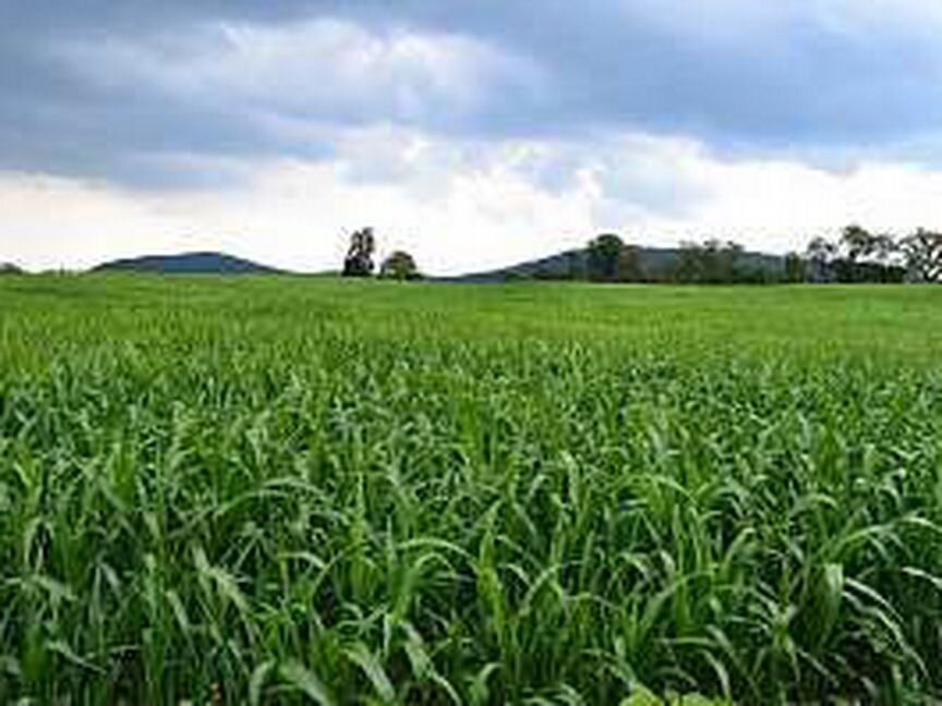 Сено суданка