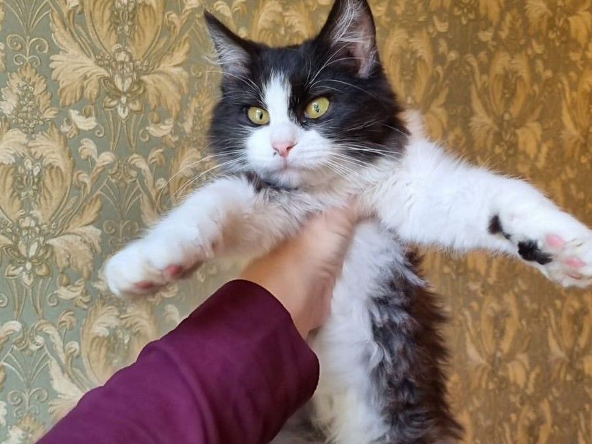 Подарю шотландского котенка
