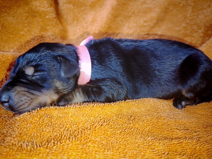 Щенки добермана с документами