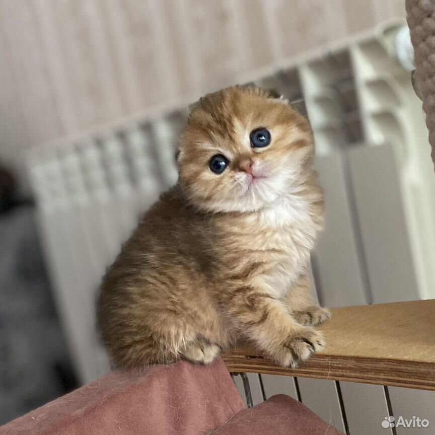 Кукольный котик