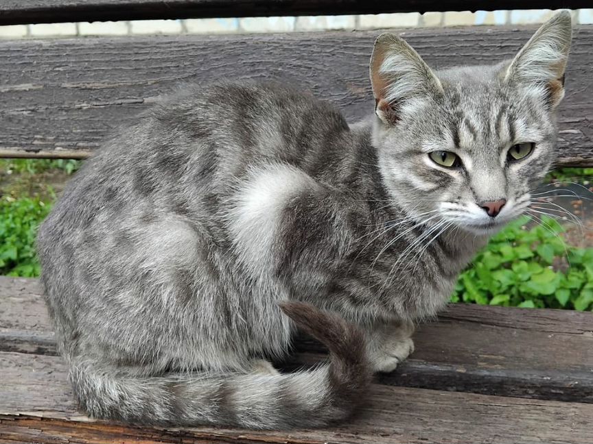 Котики - подростки хотят домой