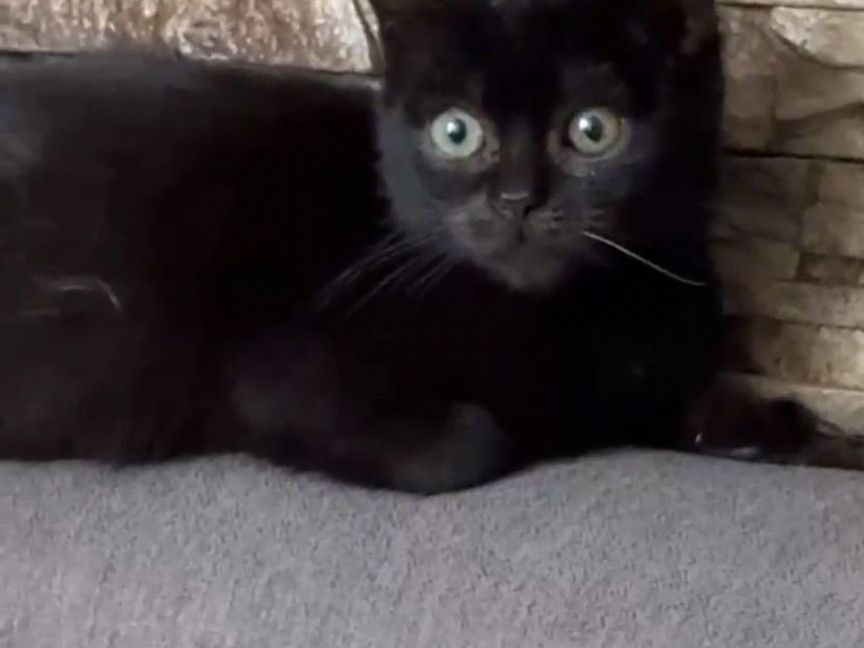 Котенок в добрые руки