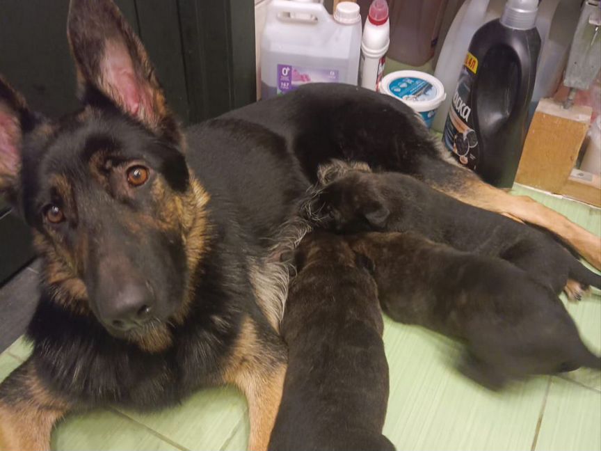 Немецкая овчарка в добрые руки