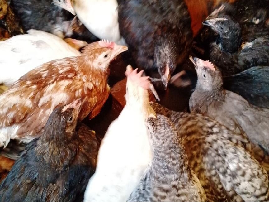 Цыплята Петушки