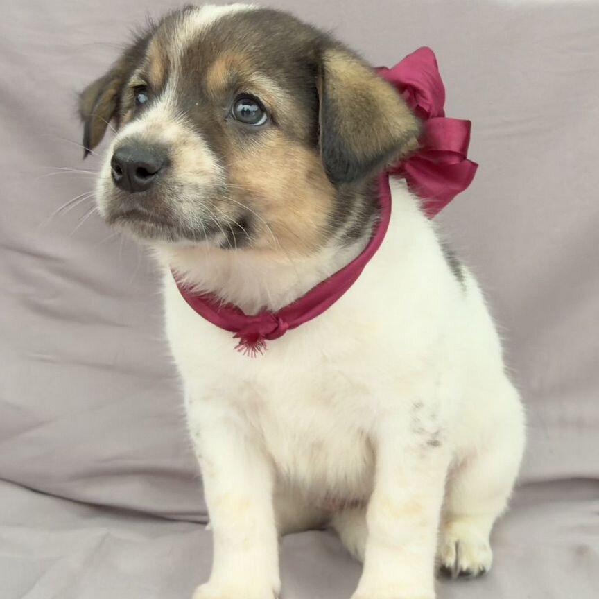 Щенок в добрые руки