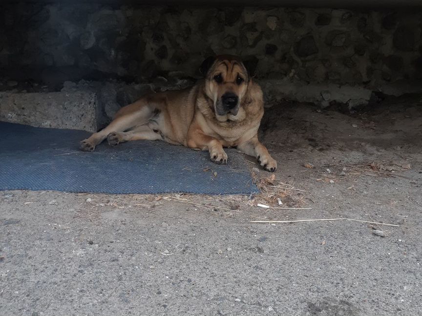 Кому нужна собака "шарпей"