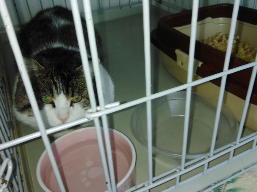 Пухлячок ищет дом