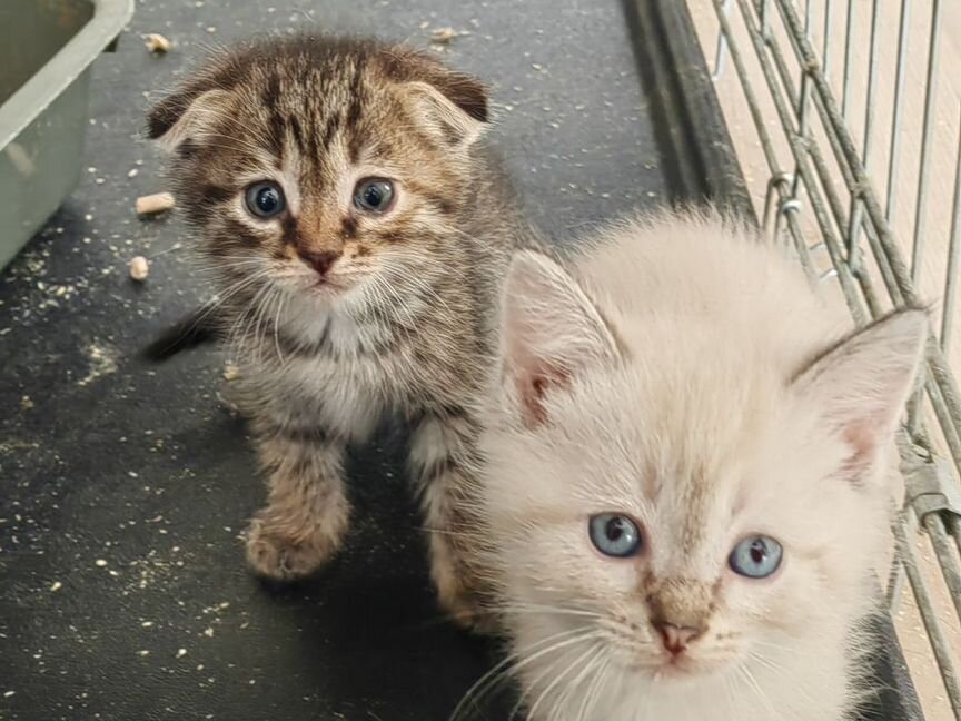 Много котят
