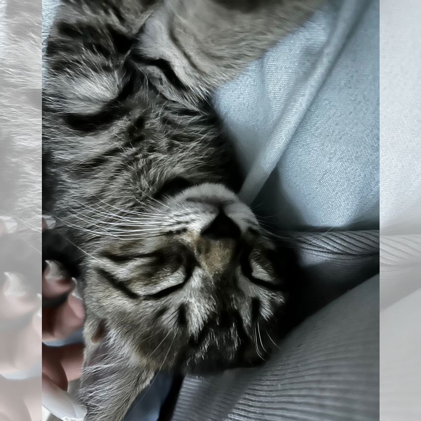 Котёнок в добрые руки