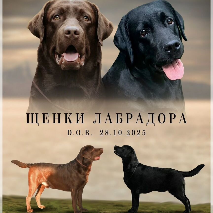 Лабрадор-ретривер, щенок