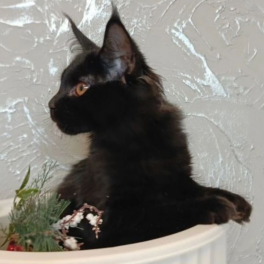 Мейн-кун котёнок