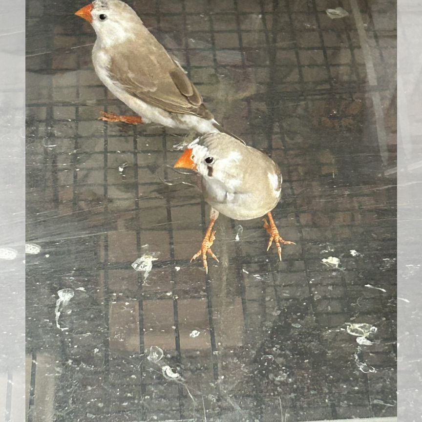 Зебровые амадины(мальчик)