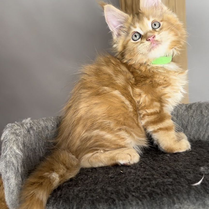 Котики Мейнкуны